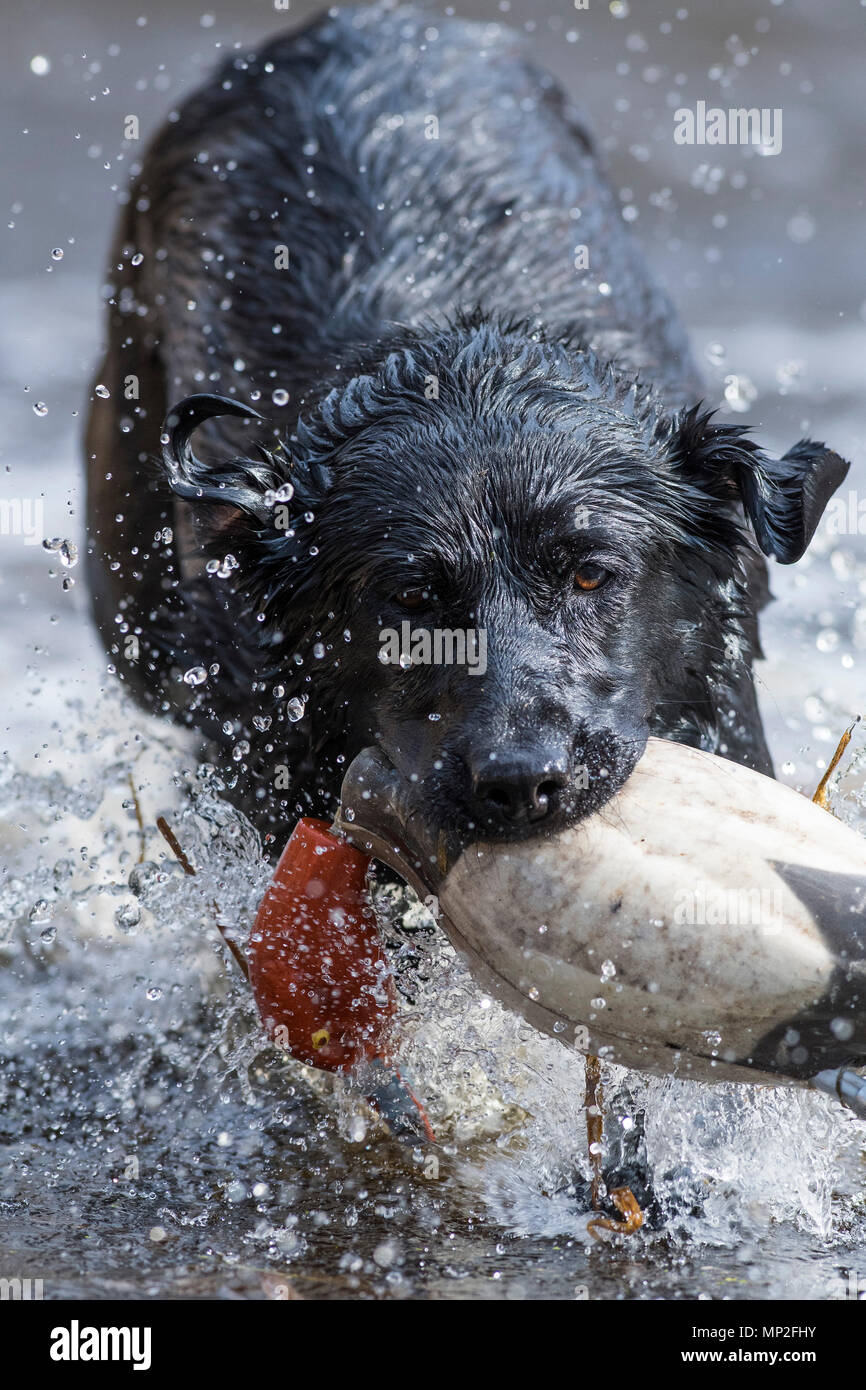 Black Labrador Retriever retrieving a training bumper Stock Photo - Alamy