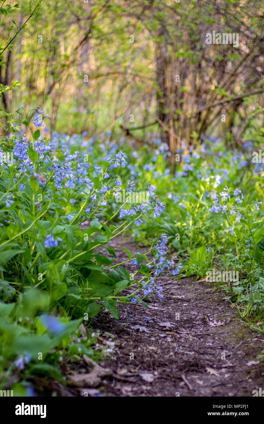Path of bluebells opens along a country field during spring in the ...