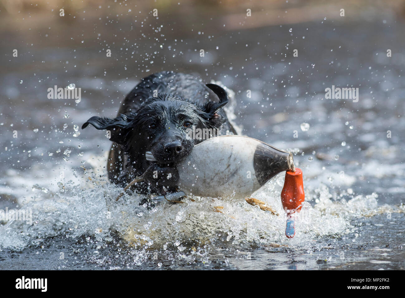Black labrador retrieving bumper hi-res stock photography and images ...