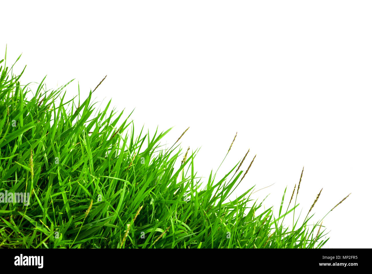 Green grass on white background Stock Photo - Alamy