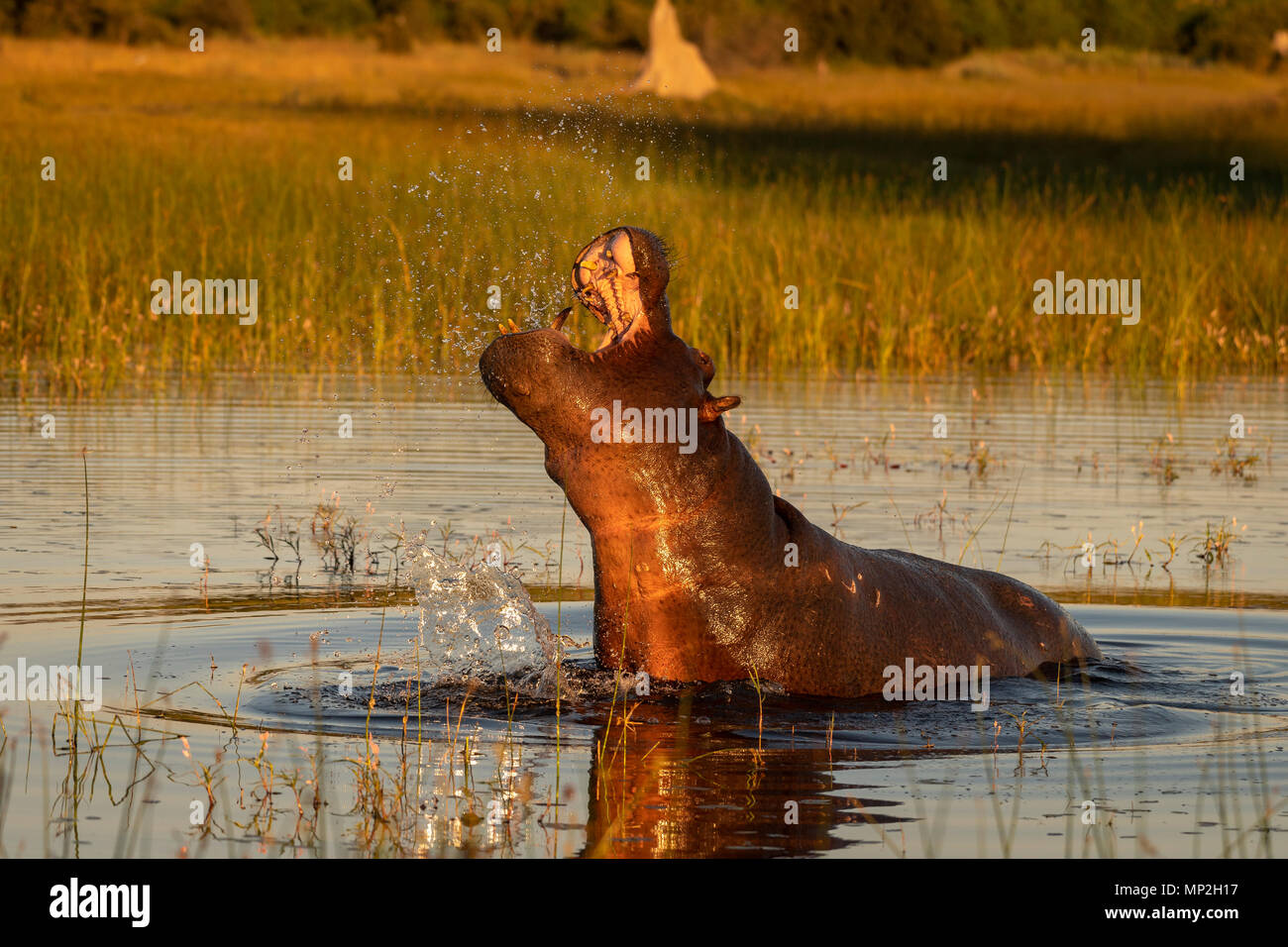 Angry hippopotamus bull breaching and threatening to scare anything ...