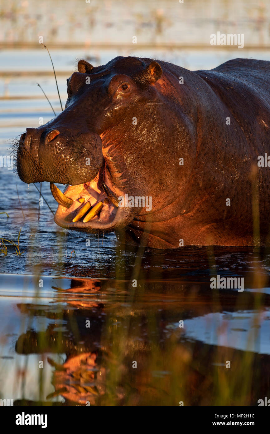 Angry hippopotamus bull breaching and threatening to scare anything ...