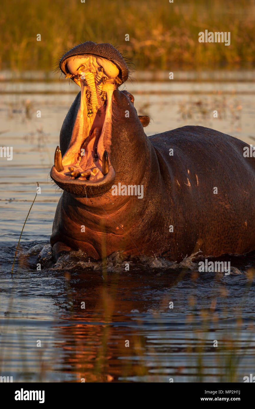 Hippopotamus breaching hi-res stock photography and images - Alamy