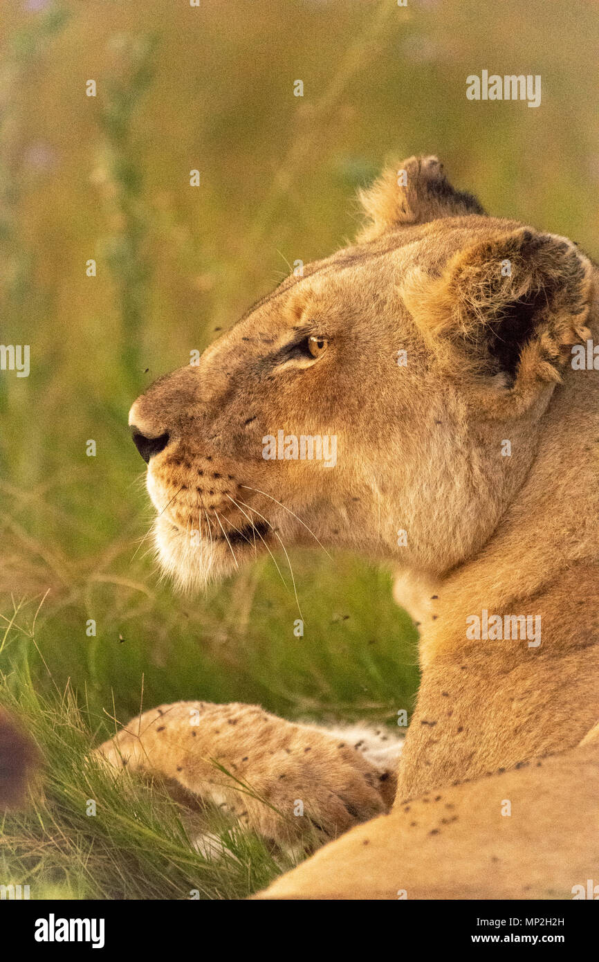 Lioness Eyes High Resolution Stock Photography and Images - Alamy