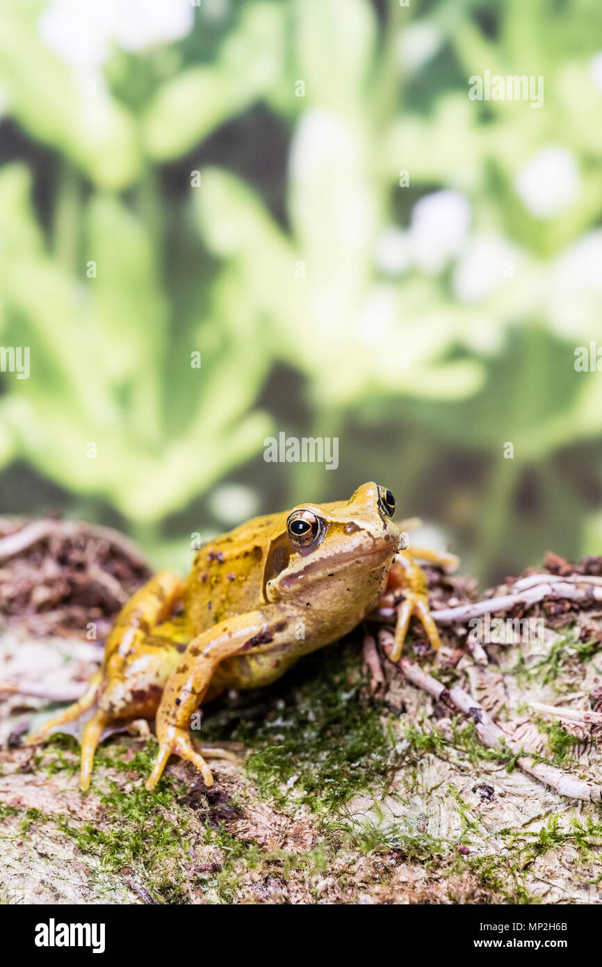 common frog photographed in the UK Stock Photo - Alamy