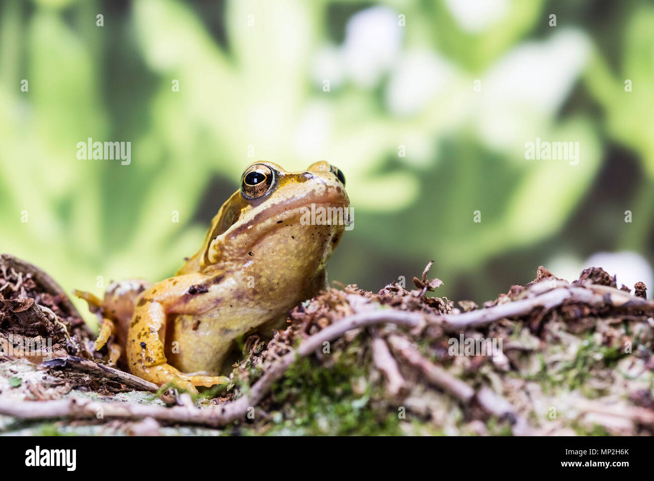 Pool frog uk hi-res stock photography and images - Alamy