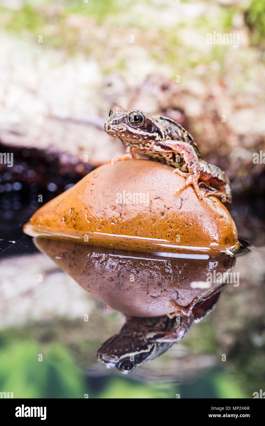 A common frog photographed in the UK Stock Photo - Alamy