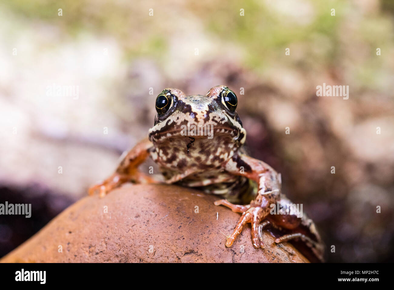 A common frog photographed in the UK Stock Photo - Alamy