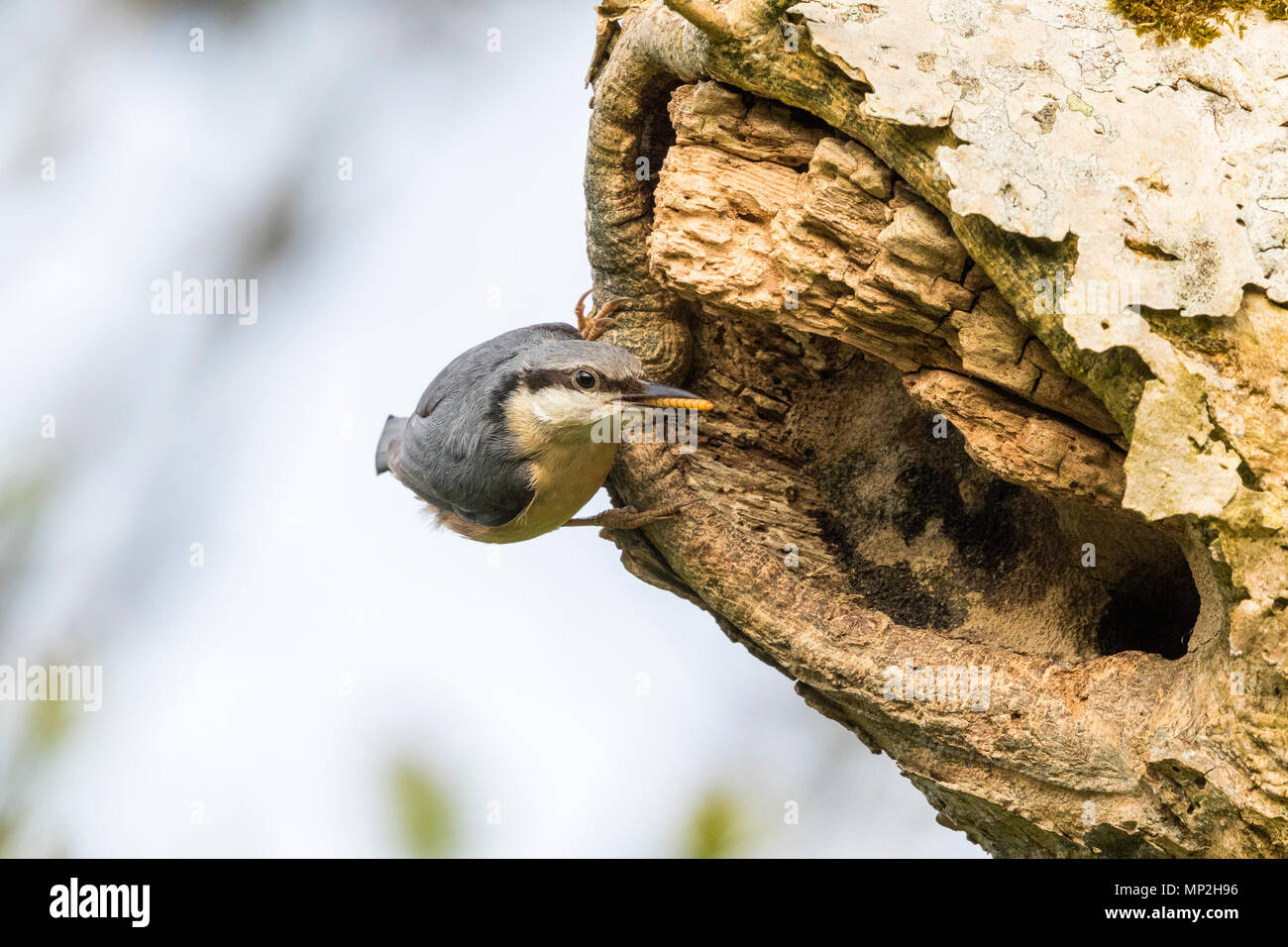 European nuthatch attending to its nest in an ash tree Stock Photo - Alamy
