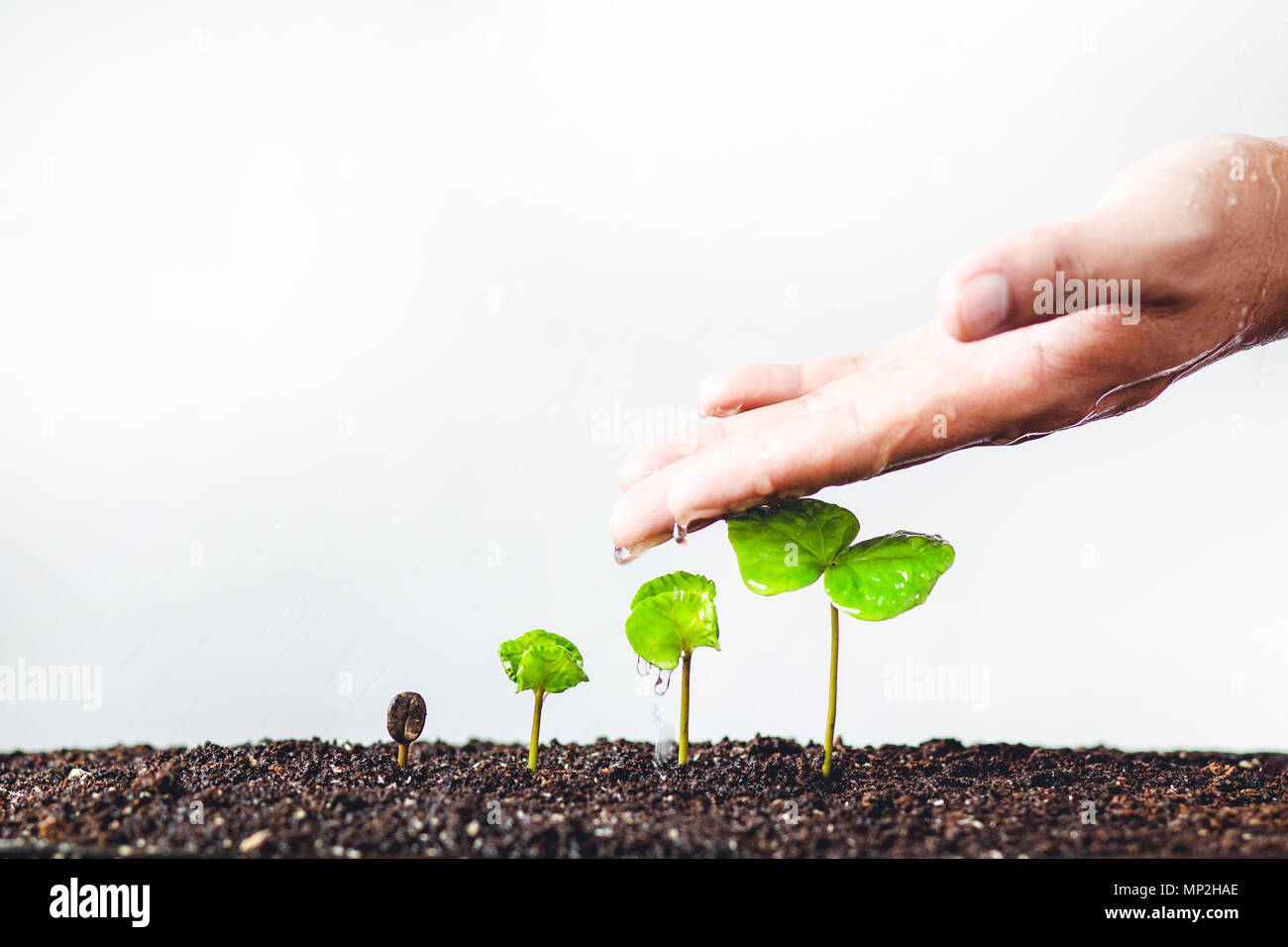 Growing Sapling coffee trees Hand Protect White background Stock Photo ...