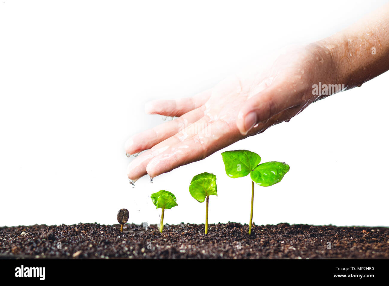 Growing Sapling coffee trees Hand Protect White background Stock Photo ...
