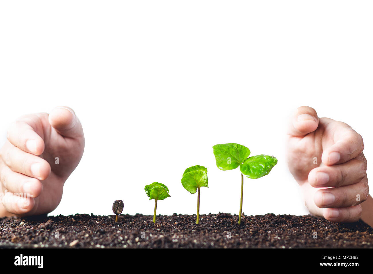 Growing Sapling coffee trees Hand Protect White background Stock Photo ...
