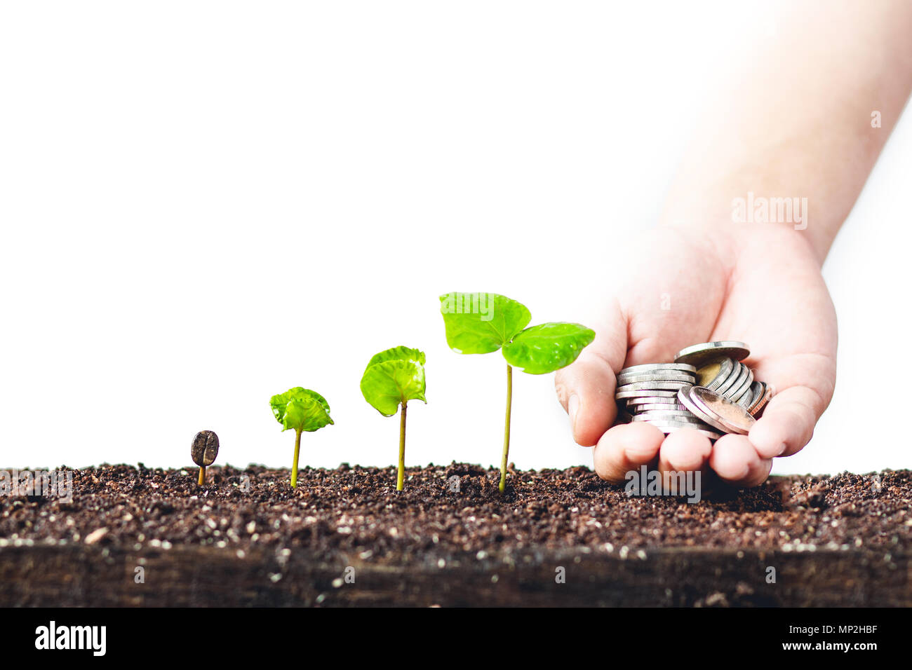 Growing Sapling coffee trees Hand Protect White background Stock Photo ...
