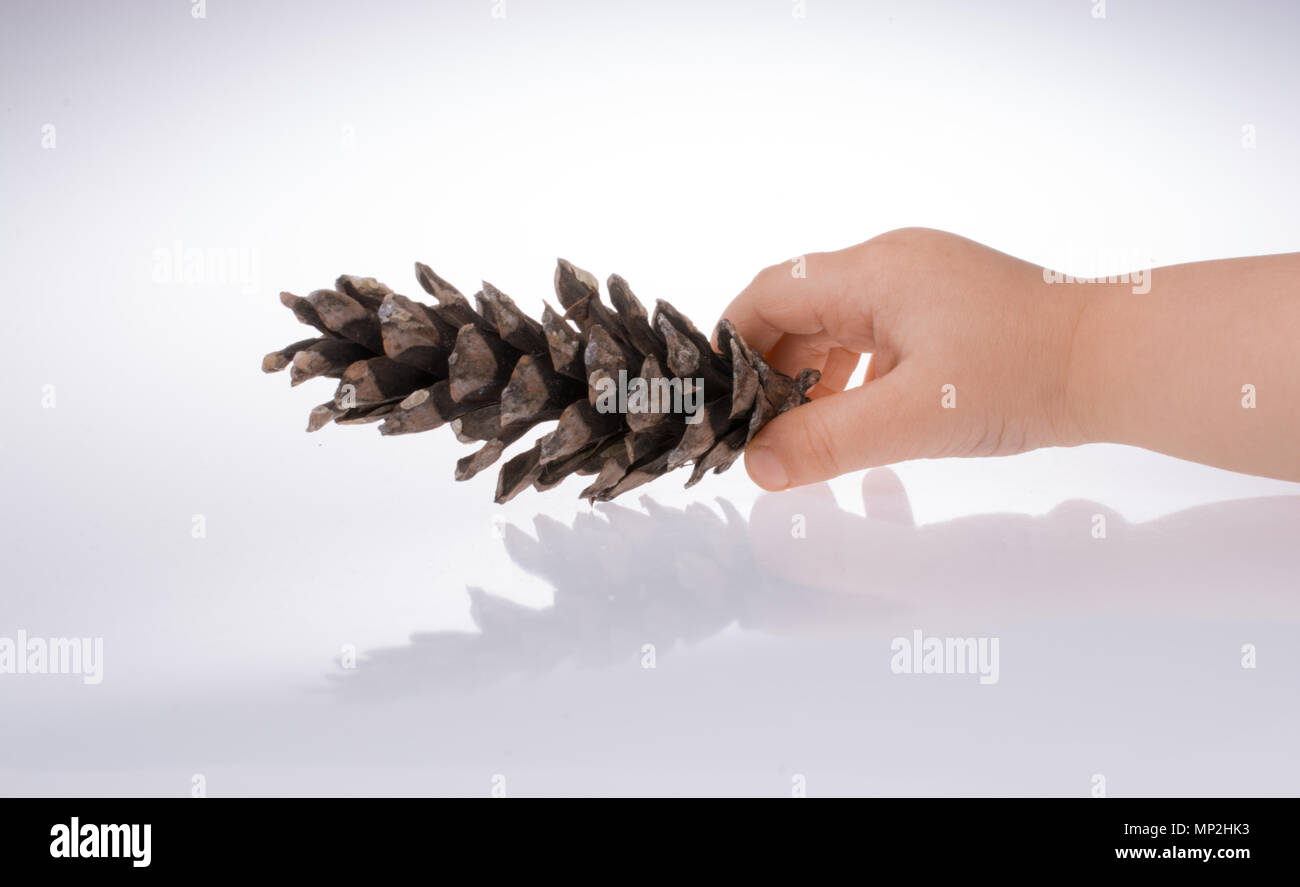 Pine cone in hand on a white background Stock Photo - Alamy