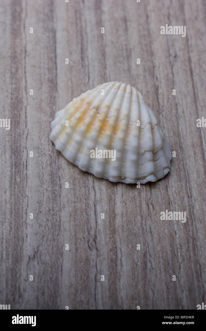 Little gold colored seashell on grey background Stock Photo - Alamy