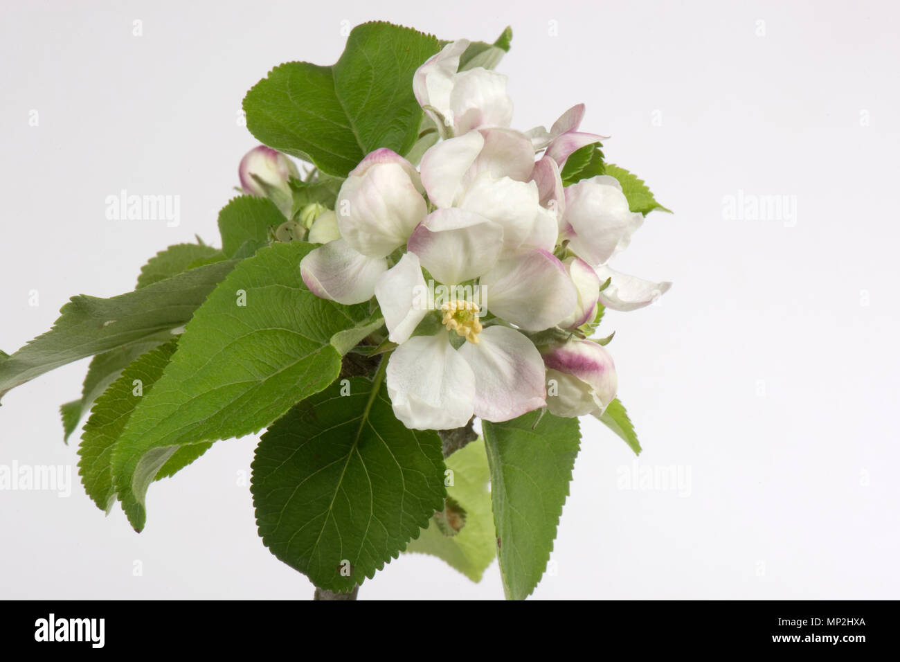 Flower opening series of images of an apple from pink bud to king ...