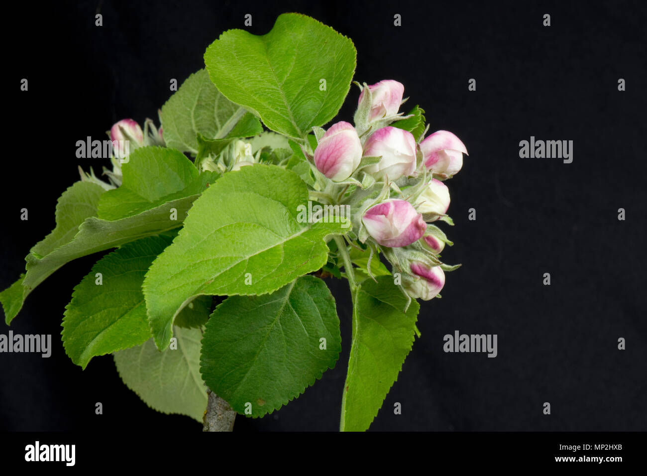Flower opening series of images of an apple from pink bud to king ...