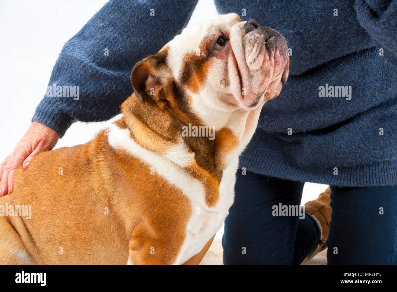 A young traditional British Bulldog sits on a white seamless background ...