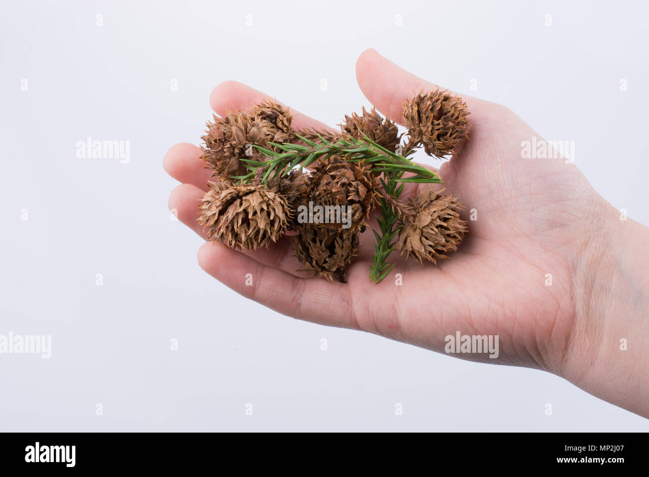 Hand holding brown pods, capsules in hand on a white background Stock ...