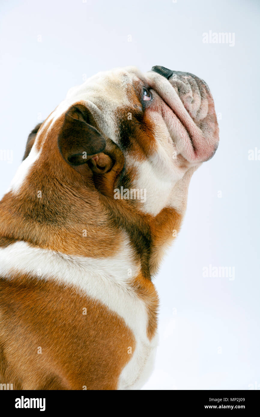 A young traditional British Bulldog sits patiently on a white seamless ...