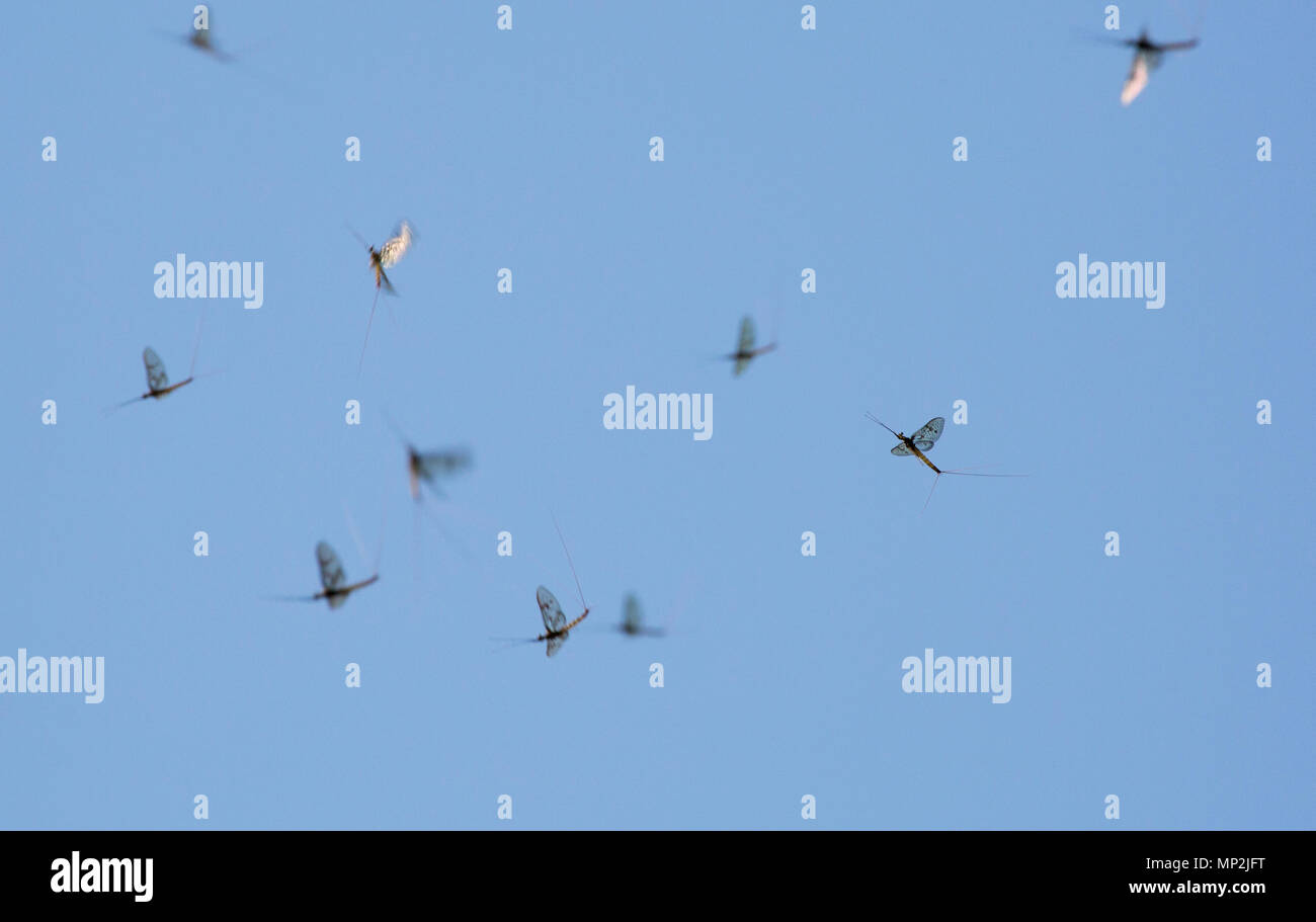 Uk mayfly uk insects in flight hi-res stock photography and images - Alamy