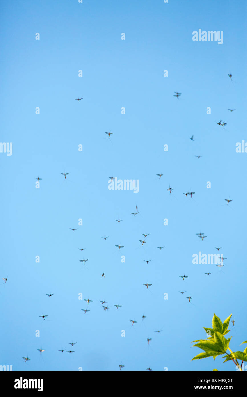 Flying mayflies hi-res stock photography and images - Alamy