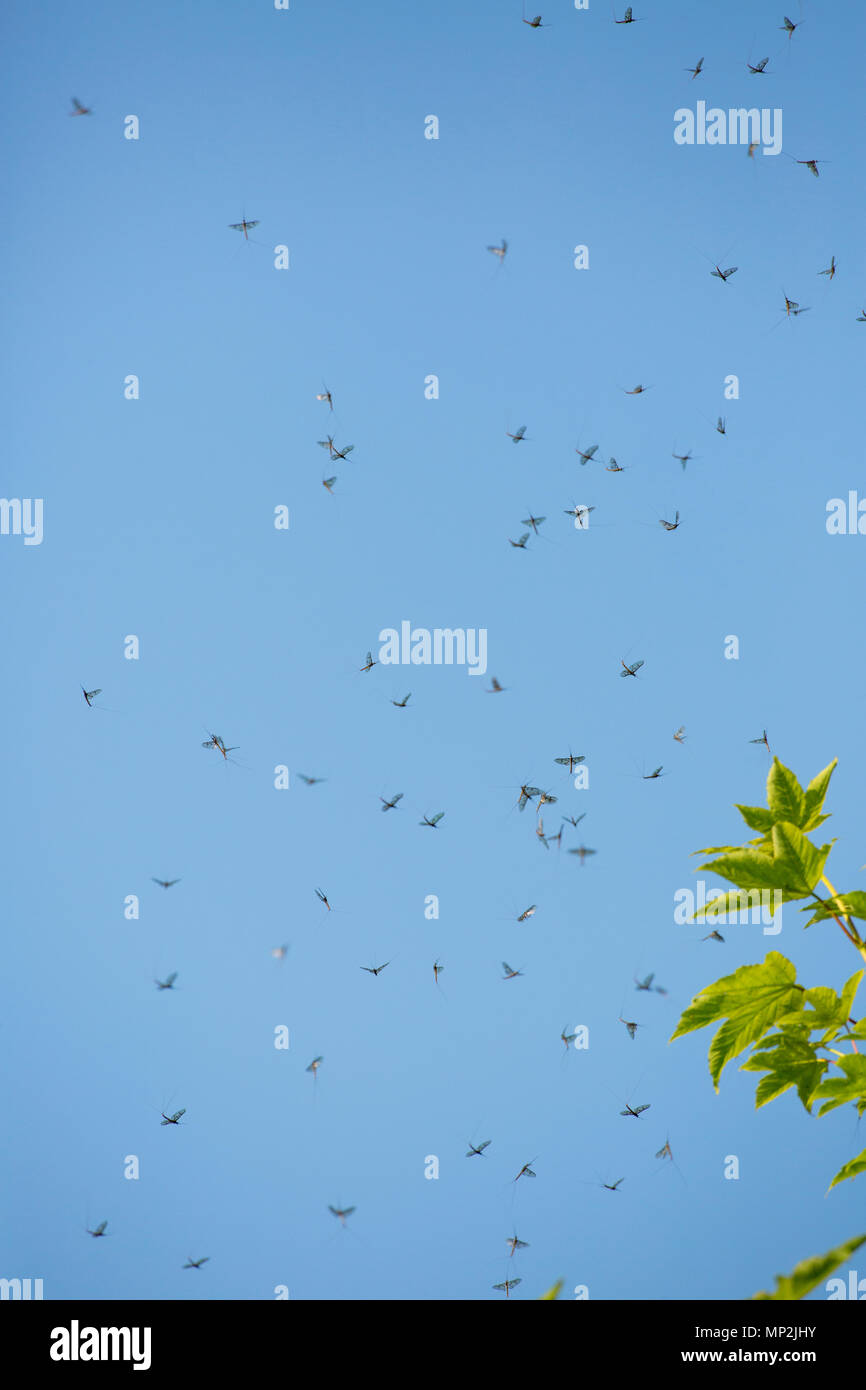 Dancing insect hi-res stock photography and images - Alamy