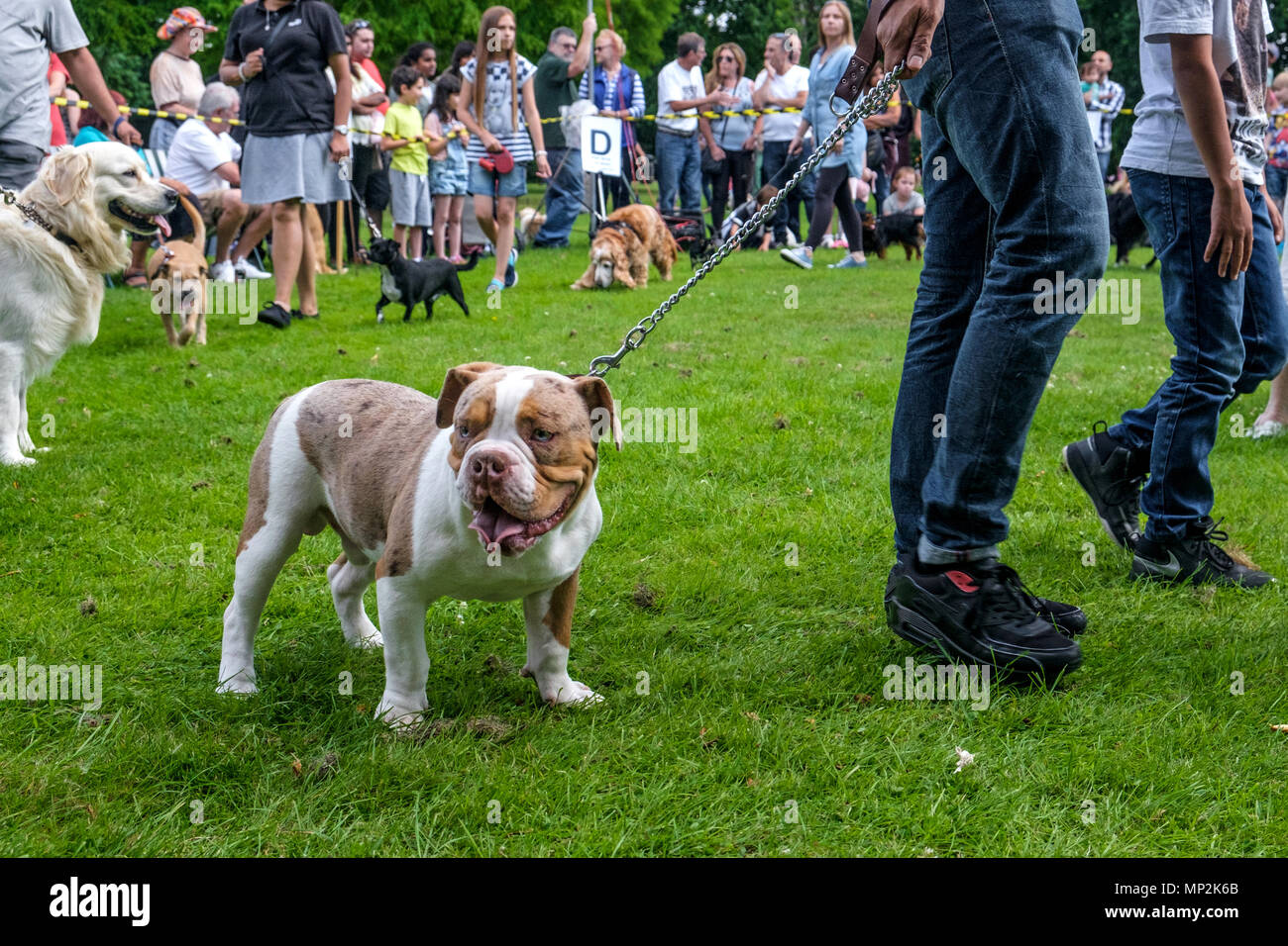 Family Dog Show
