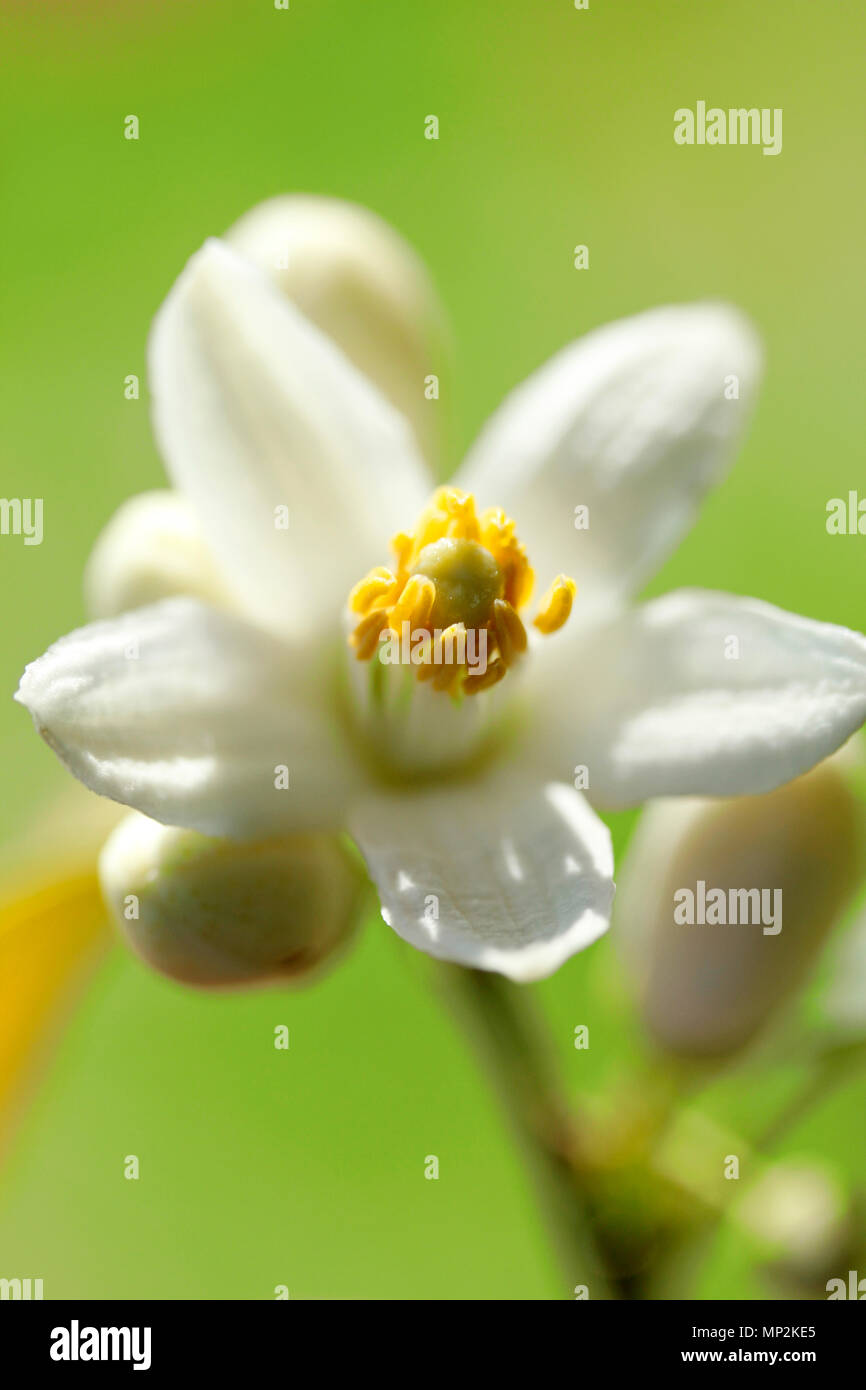 Orange tree blossom. Citrus aurantiaca Stock Photo - Alamy