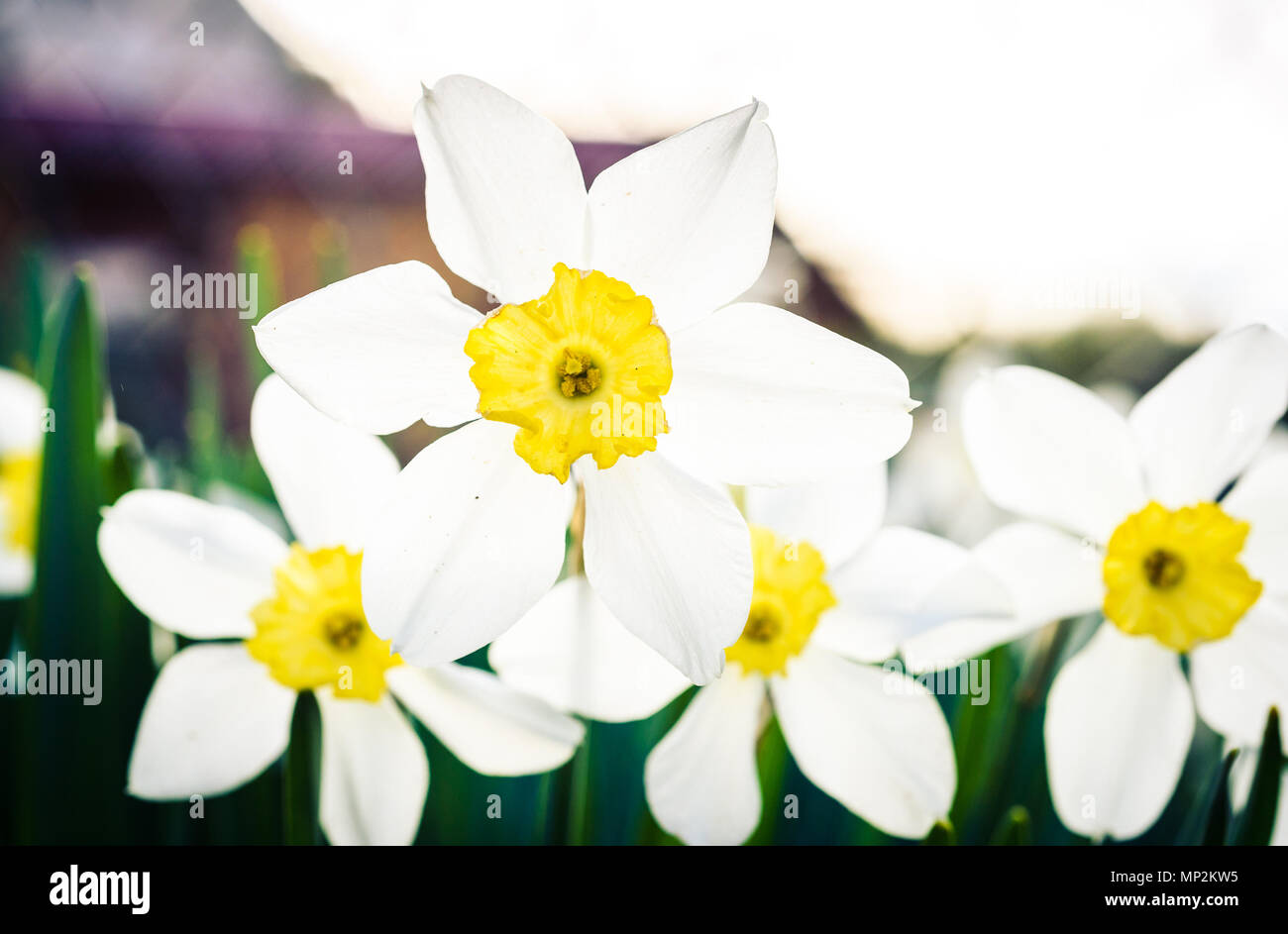 Beautiful white and yellow daffodils in garden. Yellow and white ...