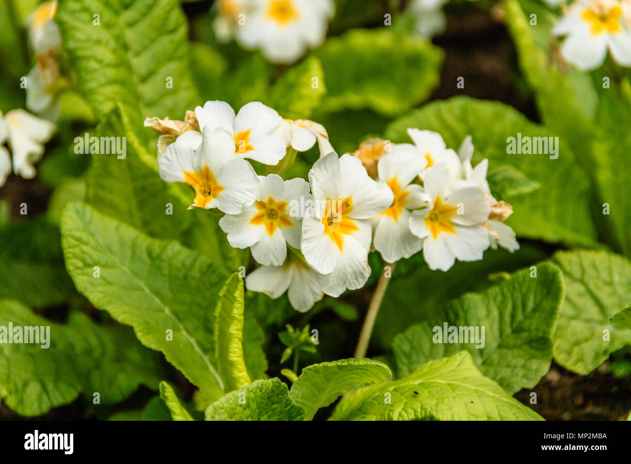 Primrose primula vulgaris primrose hi-res stock photography and images ...