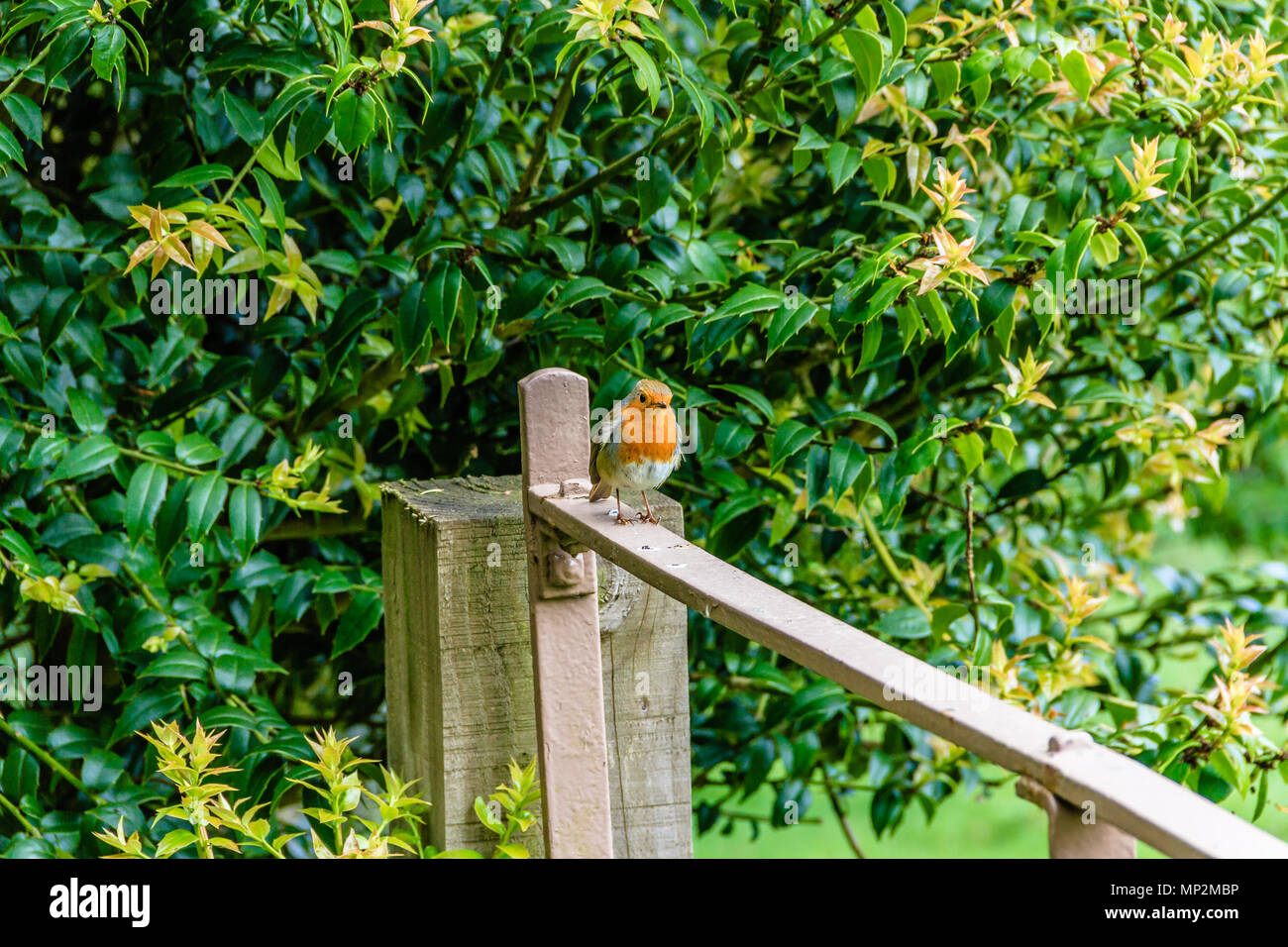 Robin on a gate with leafy background Stock Photo - Alamy