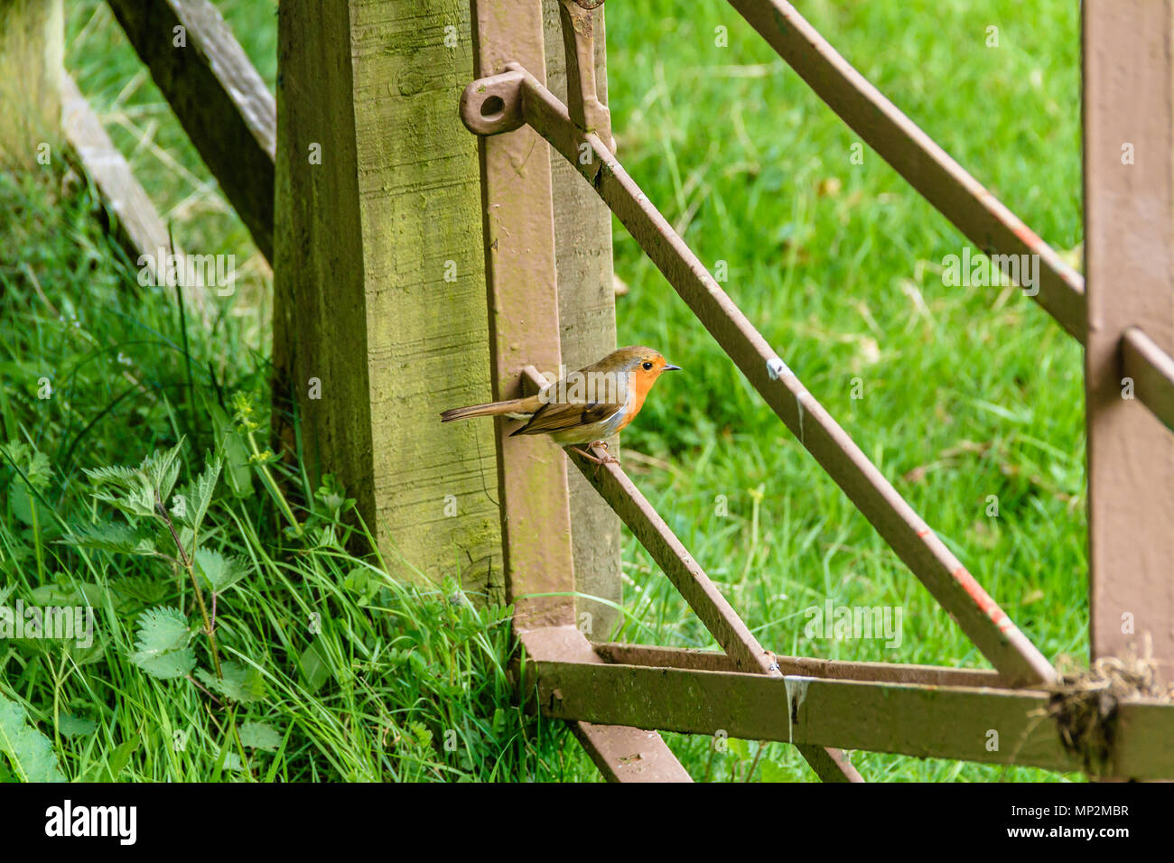 Robin on a gate with grassy background Stock Photo - Alamy