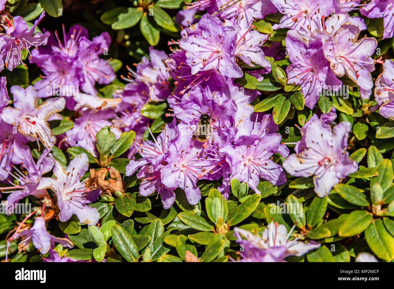Purple rhododendron flowers Stock Photo - Alamy