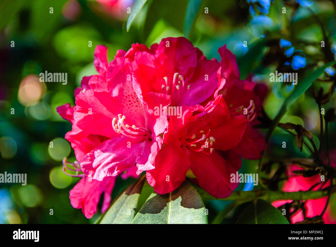 Red rhododendron flowers Stock Photo - Alamy