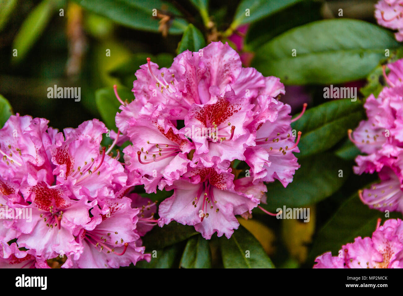 Pink rhododendron flowers Stock Photo - Alamy