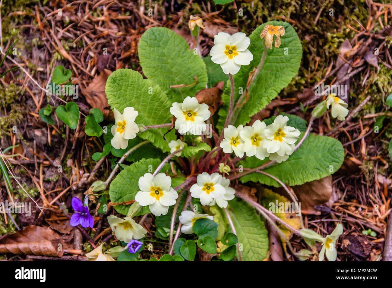 Common Primrose Primula Vulgaris Stock Photo Alamy