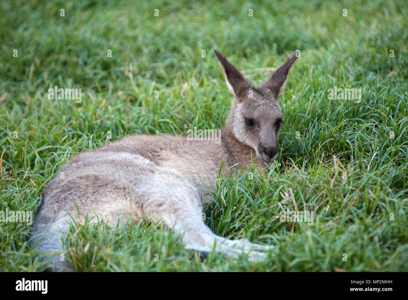Wildlife Park, Gold Coast, Queensland, Australia Stock Photo - Alamy