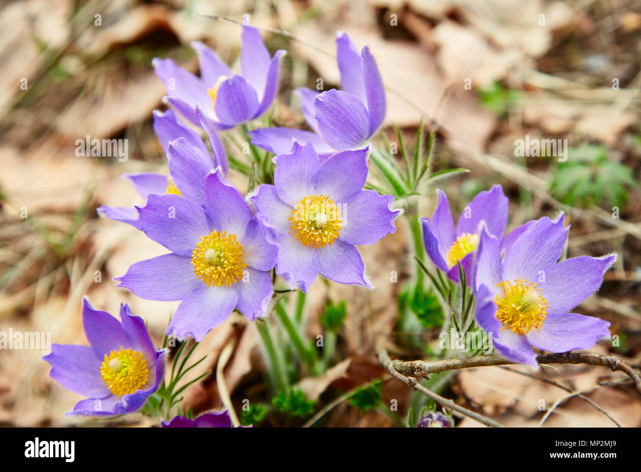 March purple flowers with yellow core growing up in last year foliage ...