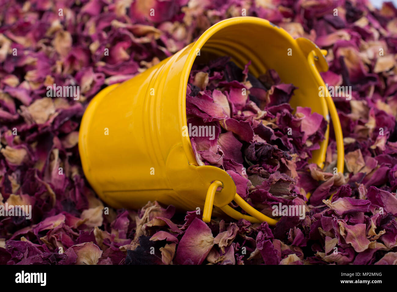 Little bucket on a background of dried rose petals Stock Photo - Alamy