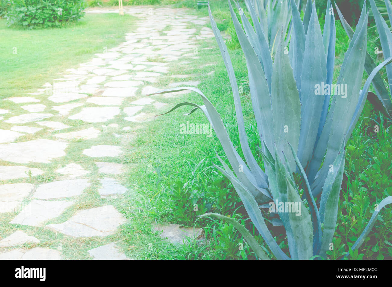 The beautiful blue-green of an agave cactus in Turkey. Big blue agave ...