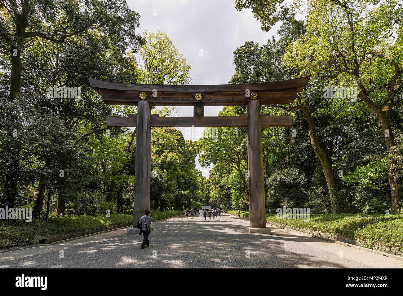 A torii gate of the Meiji Shrine, nestled in the Yoyogi Park, Tokyo ...