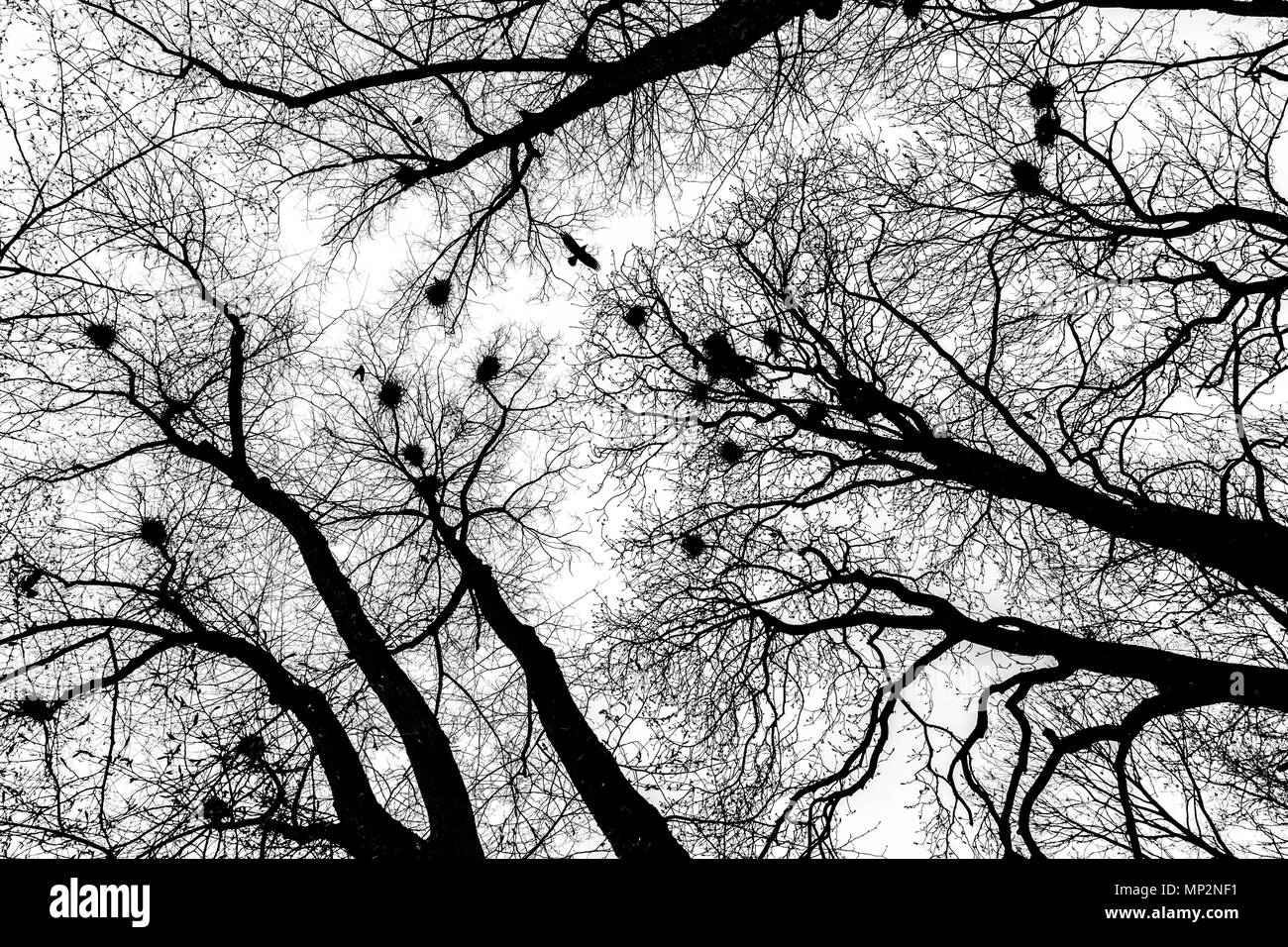 Raven Flying Stock Photos & Raven Flying Stock Images - Alamy