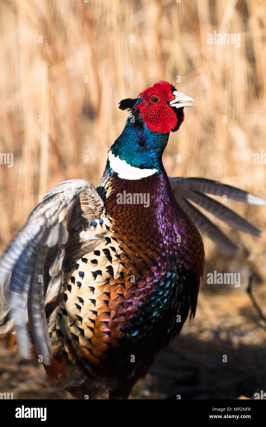 A Rooster Pheasant in the spring Stock Photo - Alamy