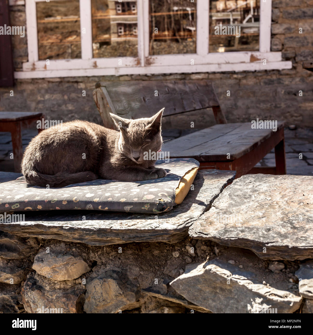 Cute grey cat sleeping near house, Kathmandu, Nepal Stock Photo - Alamy