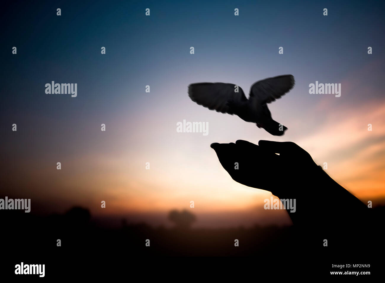 Freedom and peace concept, silhouette of hand release bird Stock Photo ...