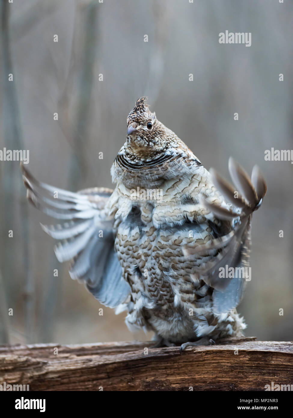Drumming Ruffed Grouse Male in the spring Stock Photo - Alamy