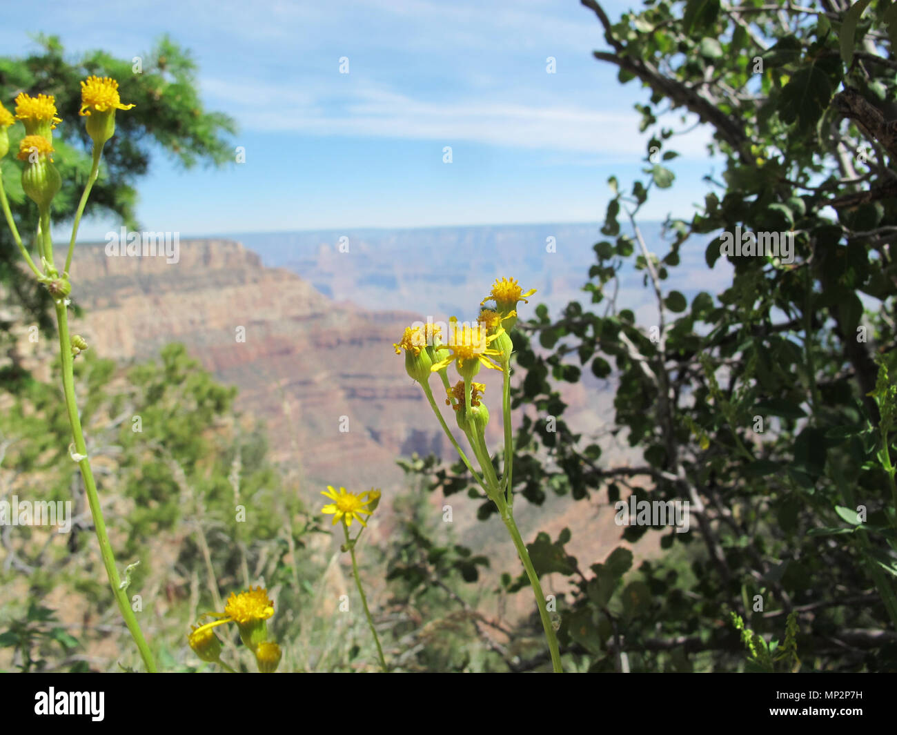 Yellow wild flower blossoms with grasses, foliage of green shades and a ...