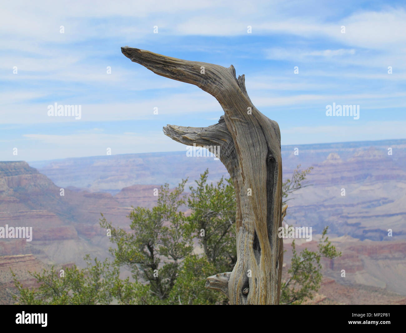 Remnant of Cedar Tree Against Background of Desert Canyon Stock Photo ...