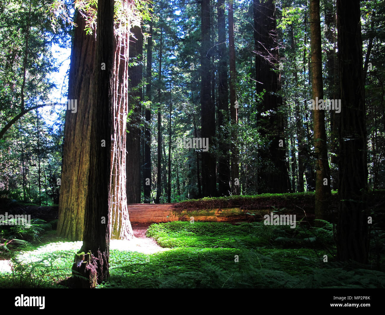 Redwood trees canopy hi-res stock photography and images - Alamy